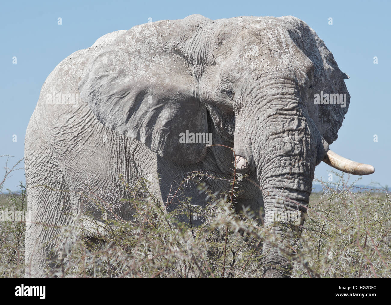 old elephant in Africa Stock Photo - Alamy