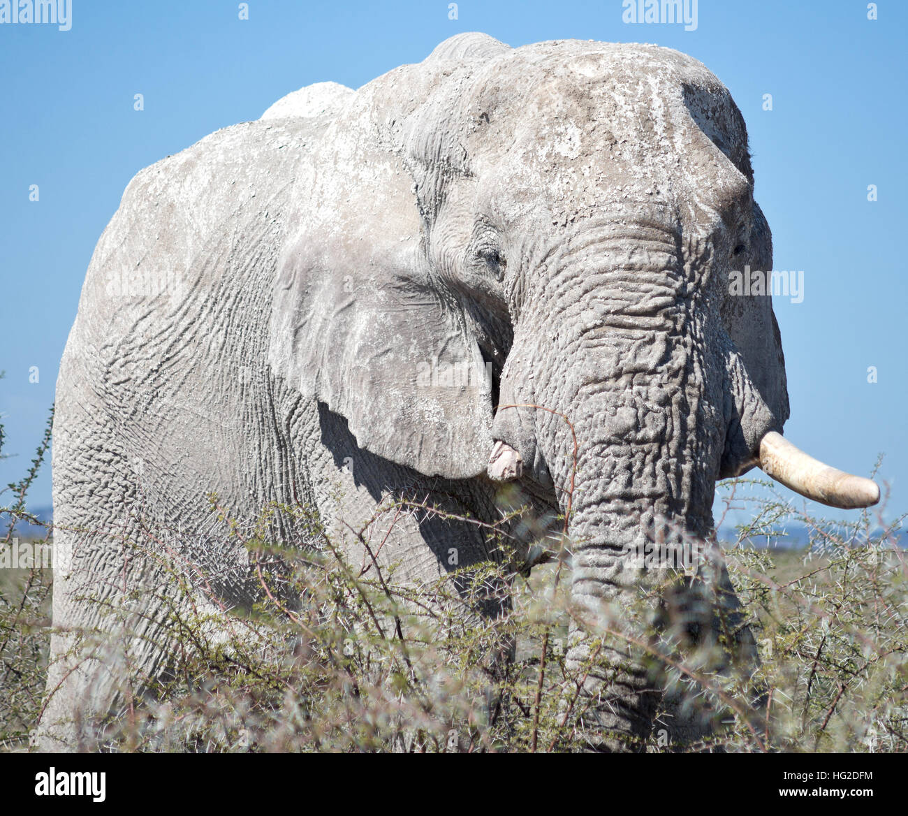 Very old elephant hi-res stock photography and images - Alamy
