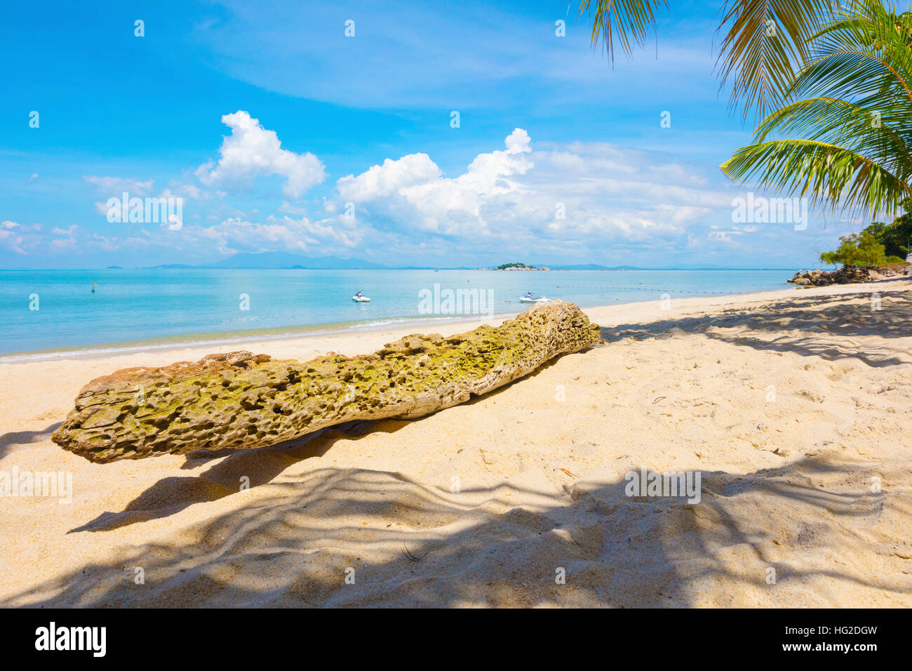 Palm tree trunk at beach in Penang, Malaysia Stock Photo - Alamy