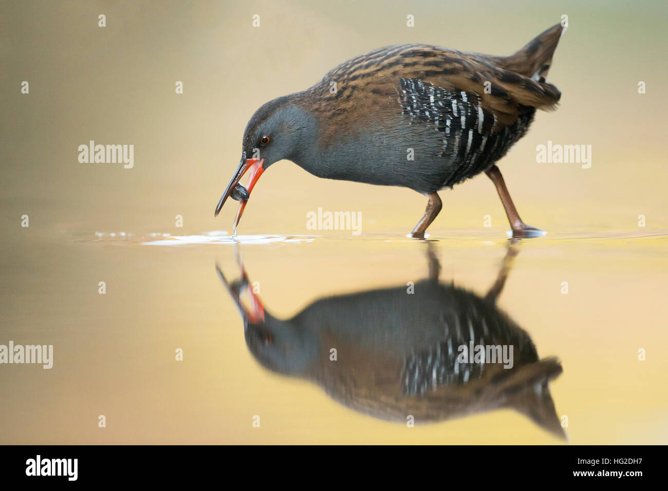 Water rail hi-res stock photography and images - Alamy