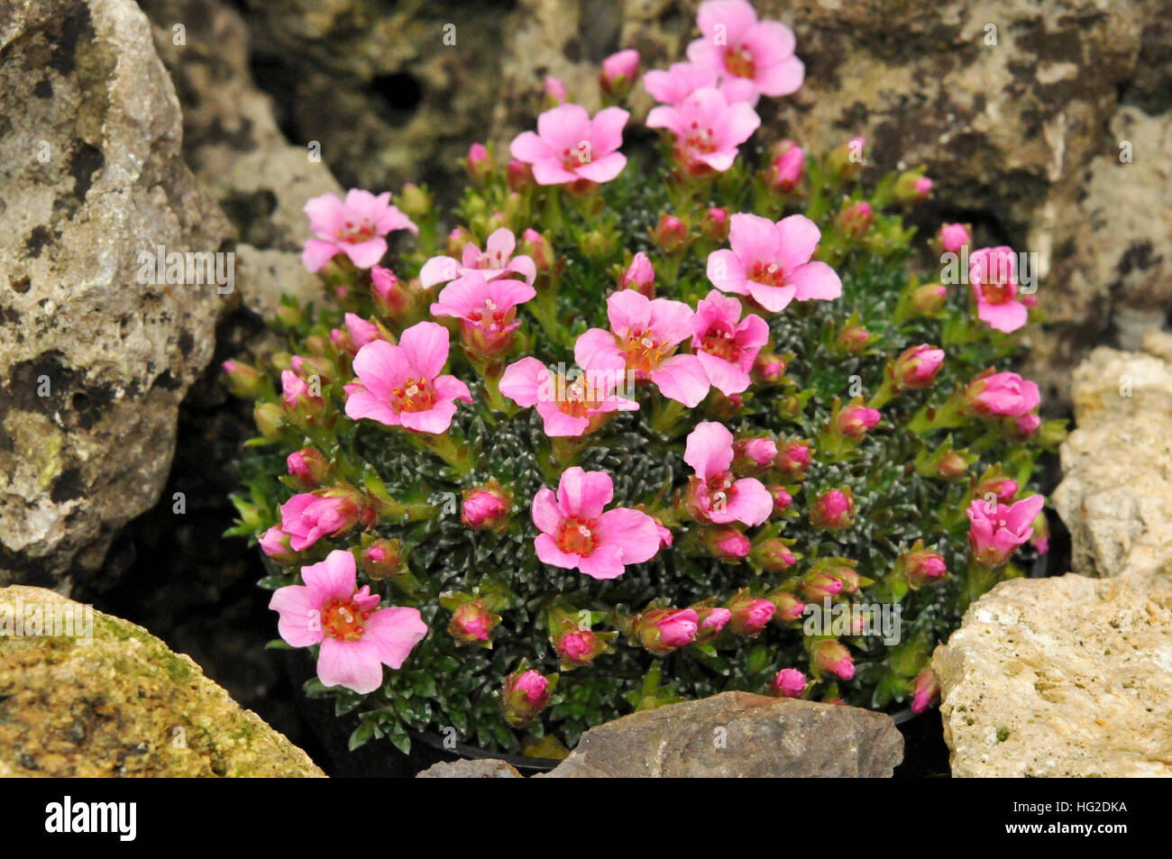 Saxifraga 'Pink Melba' Stock Photo - Alamy