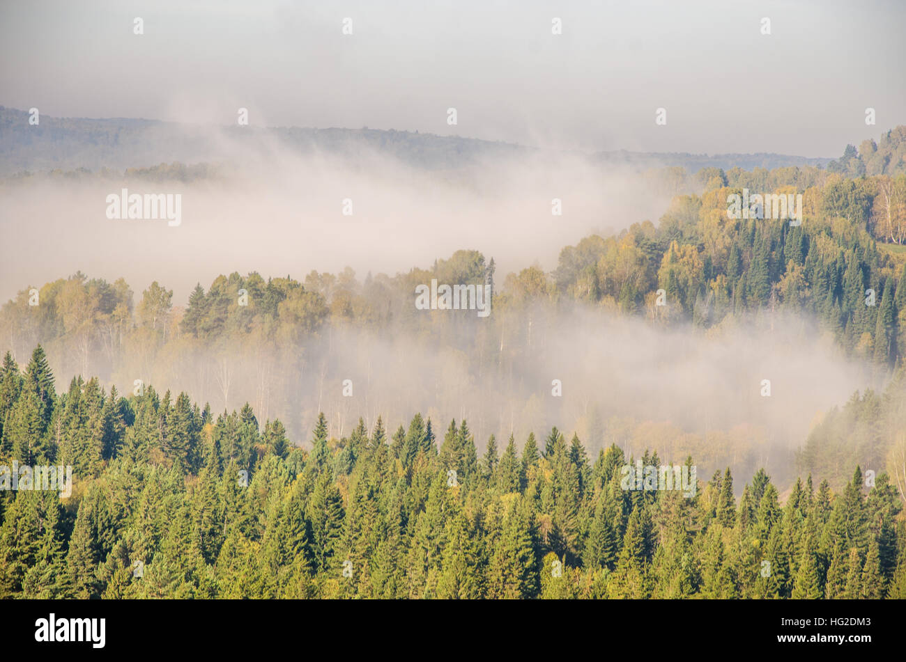 conifer tree at the top in the morning mist. thick morning mist in ...