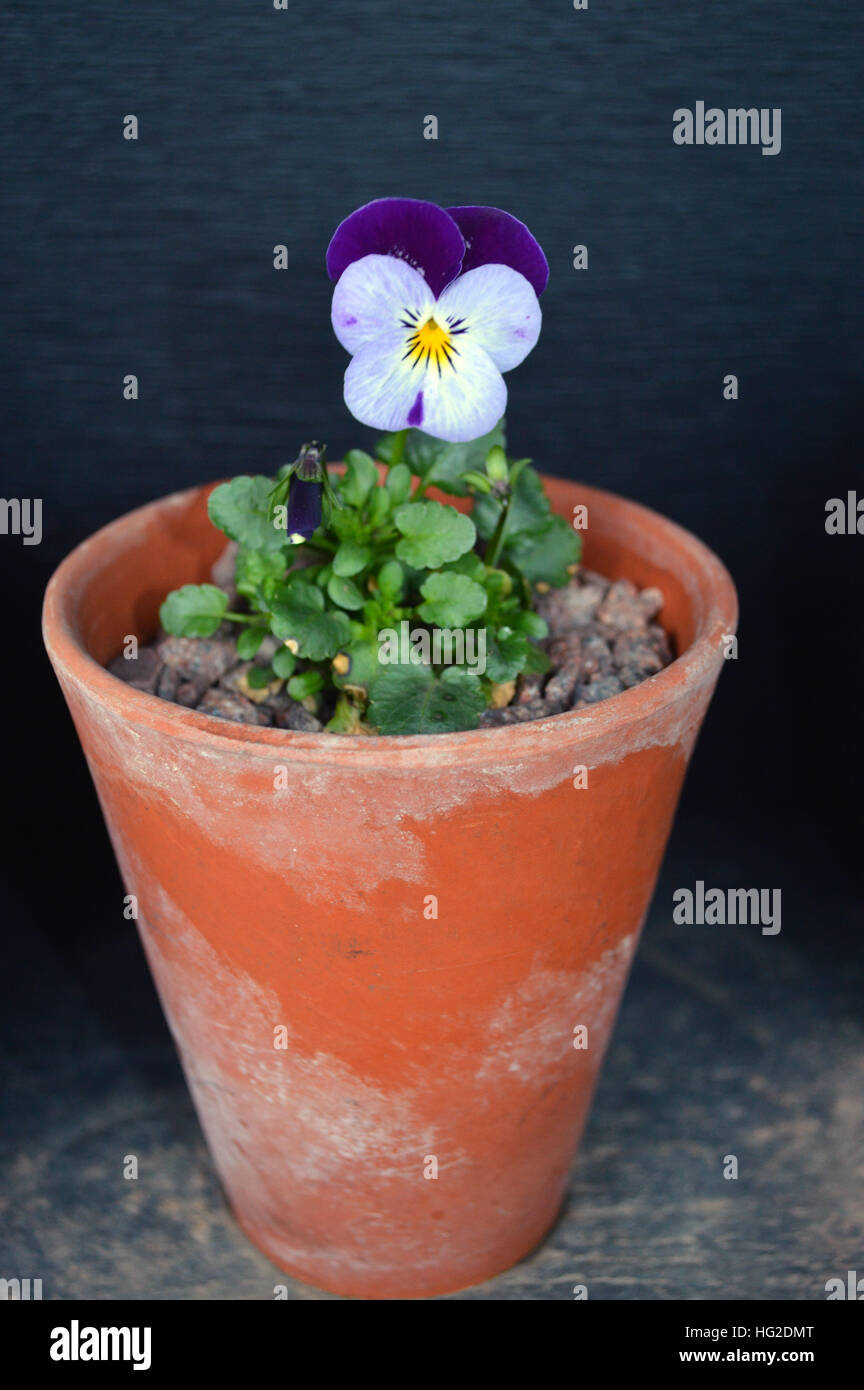 A Single Purple, White & Yellow Viola in Flower Pot Display at RHS ...