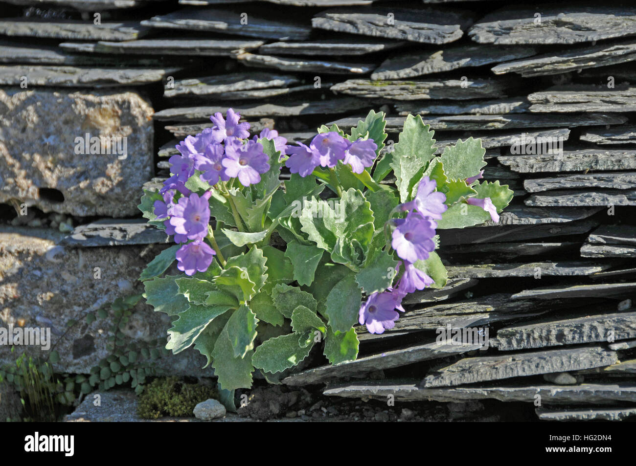 Primula marginata in full flower Stock Photo - Alamy