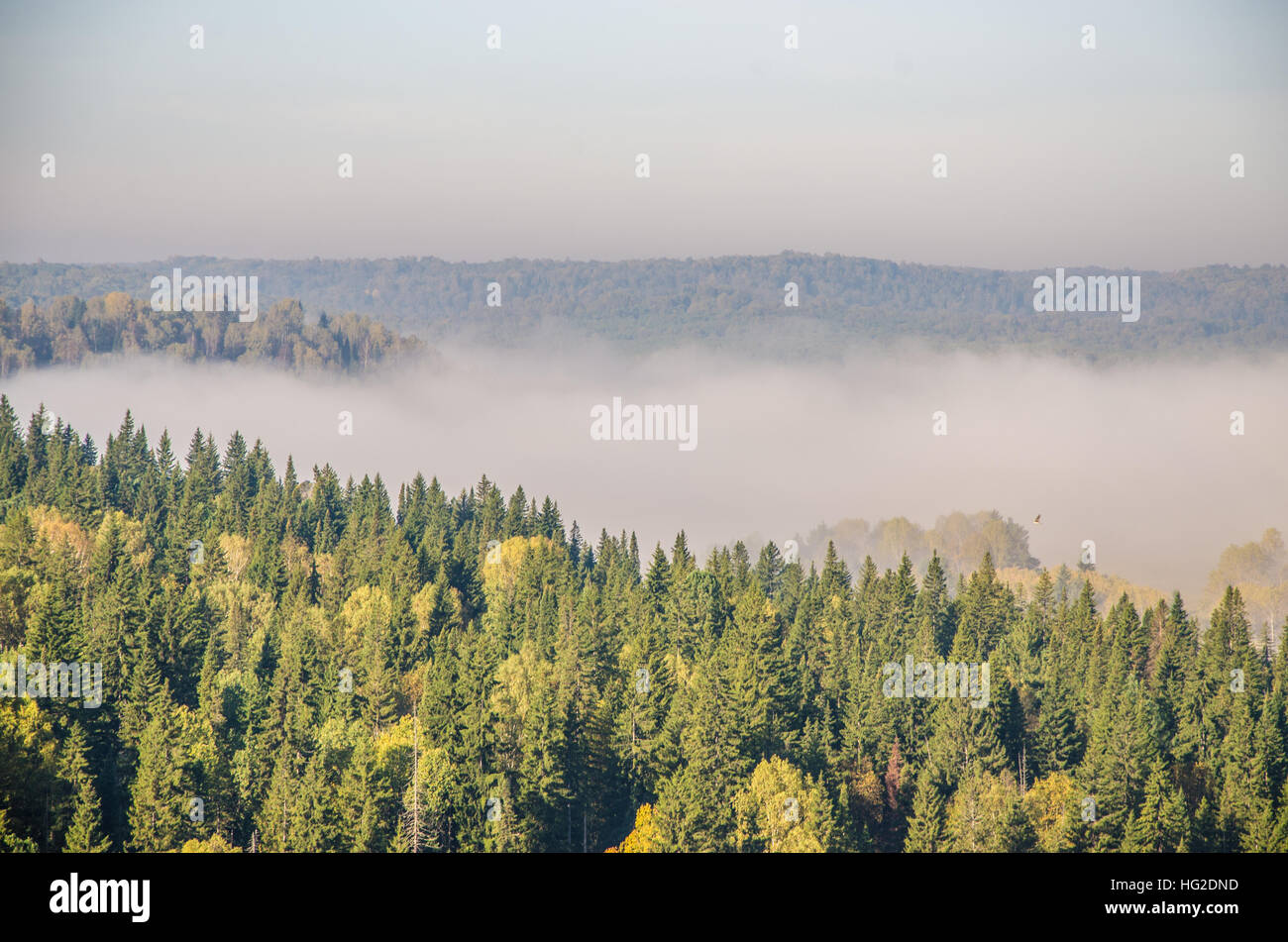 conifer tree at the top in the morning mist. thick morning mist in ...