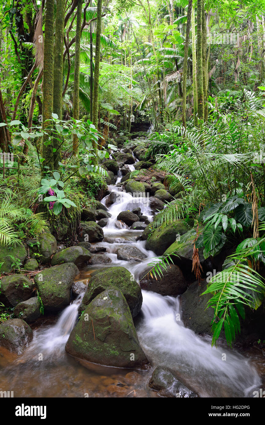 Vegetation of Hawaii Stock Photo - Alamy