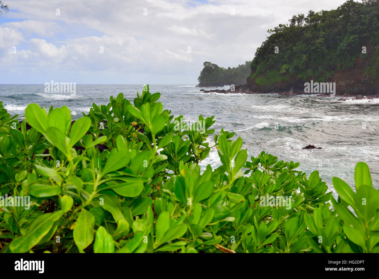 Vegetation of Hawaii Stock Photo - Alamy
