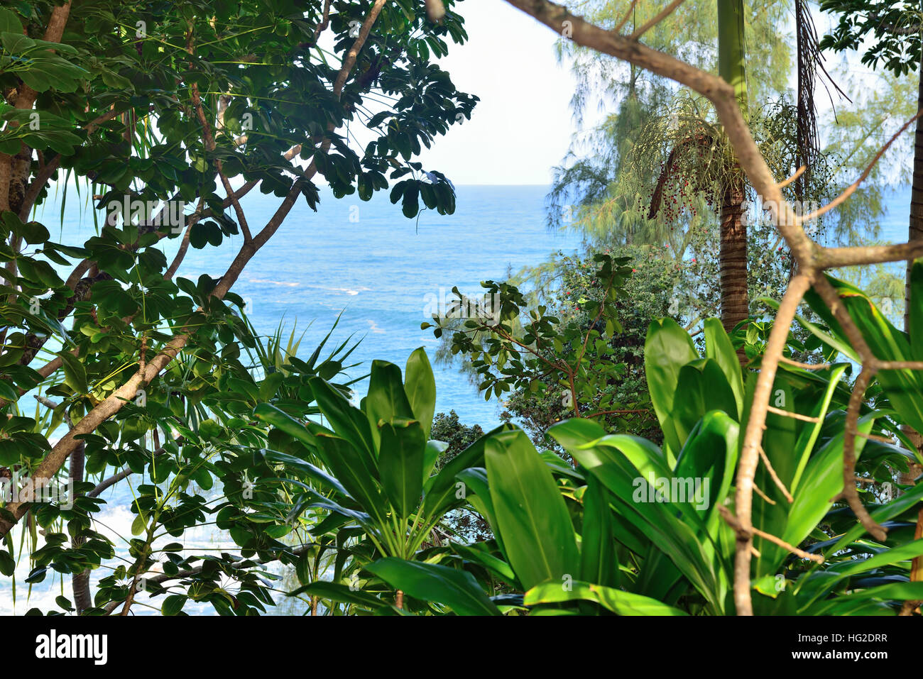 Vegetation of Hawaii Stock Photo - Alamy