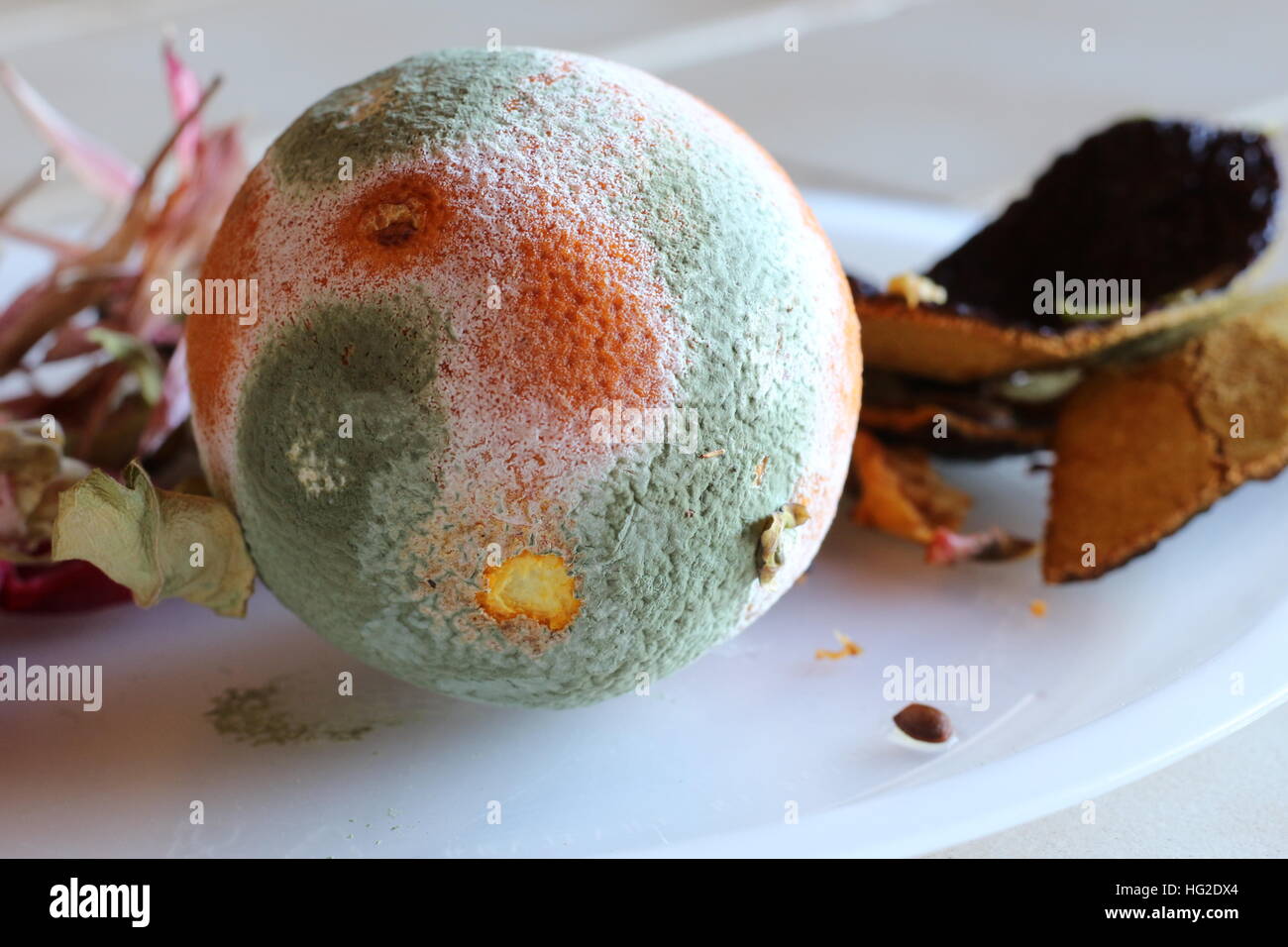 Moldy orange on a plastic plate in the kitchen Stock Photo - Alamy