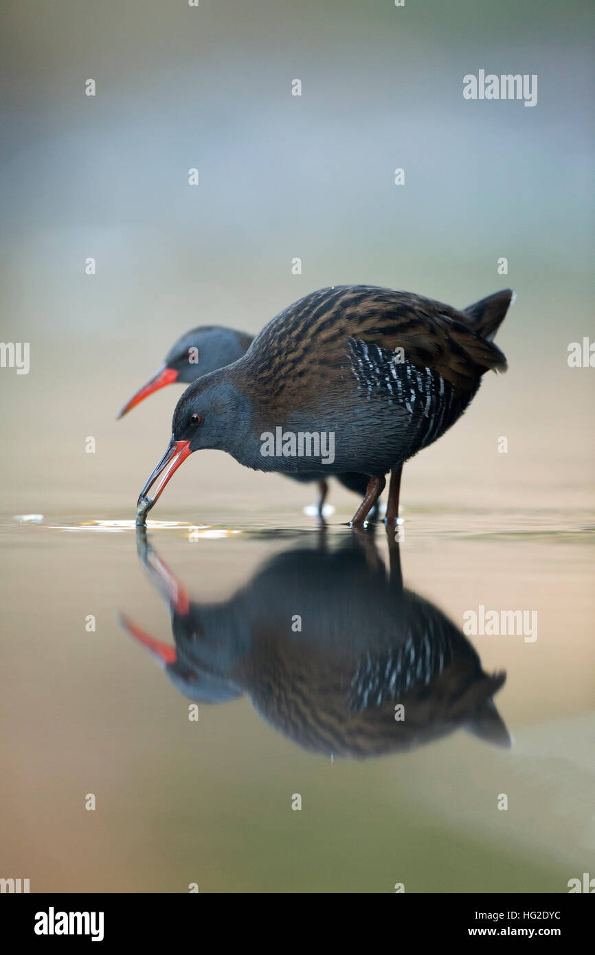 Water rail hi-res stock photography and images - Alamy