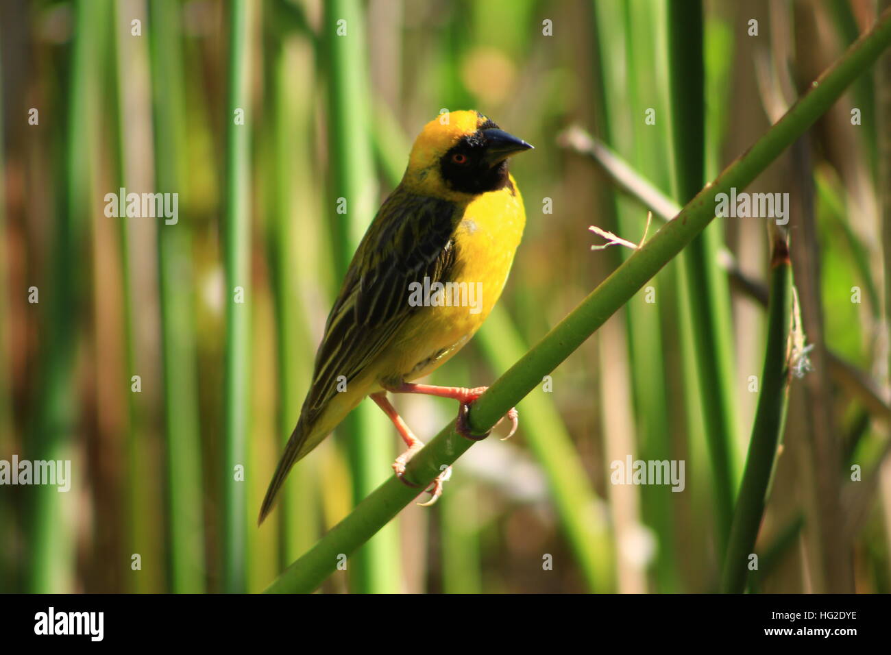 Male Masked Weaver Bird perched on a reed Stock Photo - Alamy