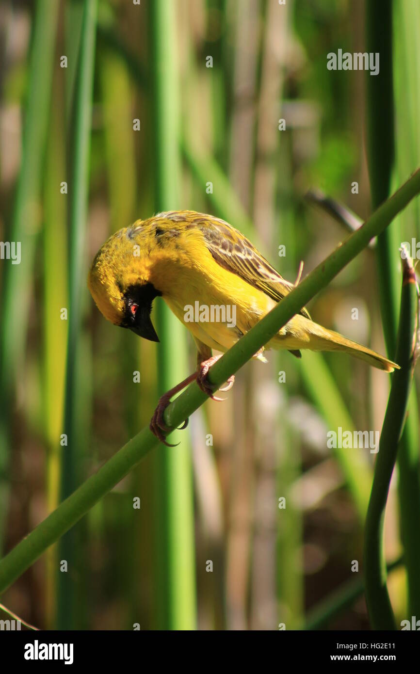 Male Masked Weaver Bird perched on a reed Stock Photo - Alamy