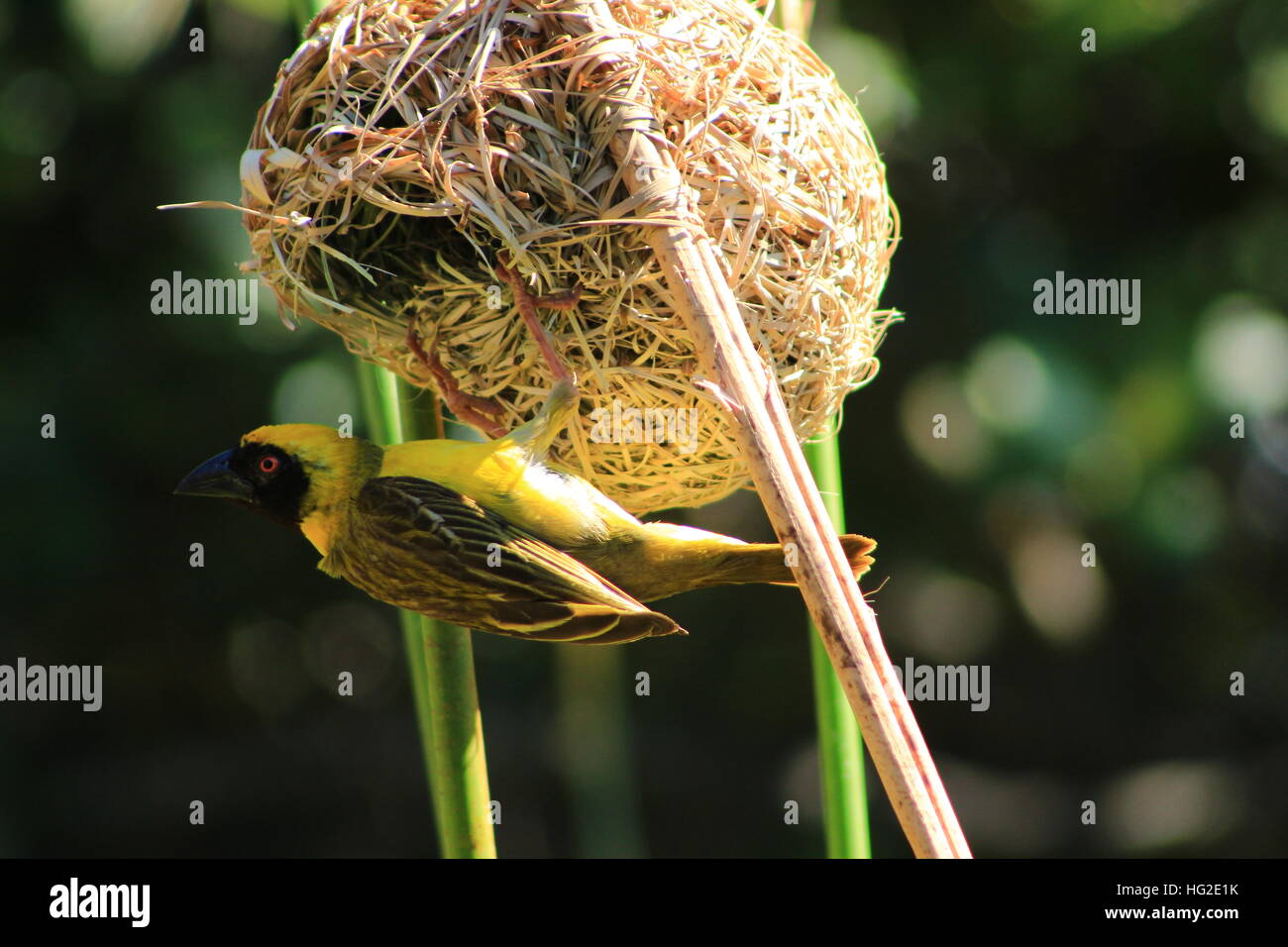 Yellow Weaver Bird At Its Nest Stock Photos & Yellow Weaver Bird At Its ...