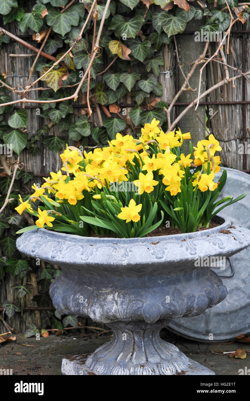 Pot In A Garden In Front Of A Fence With Narcissus T te T te Stock Photo Alamy pot-in-a-garden-in-front-of-a-fence-with-narcissus-t-te-t-te-stock-photo-alamy