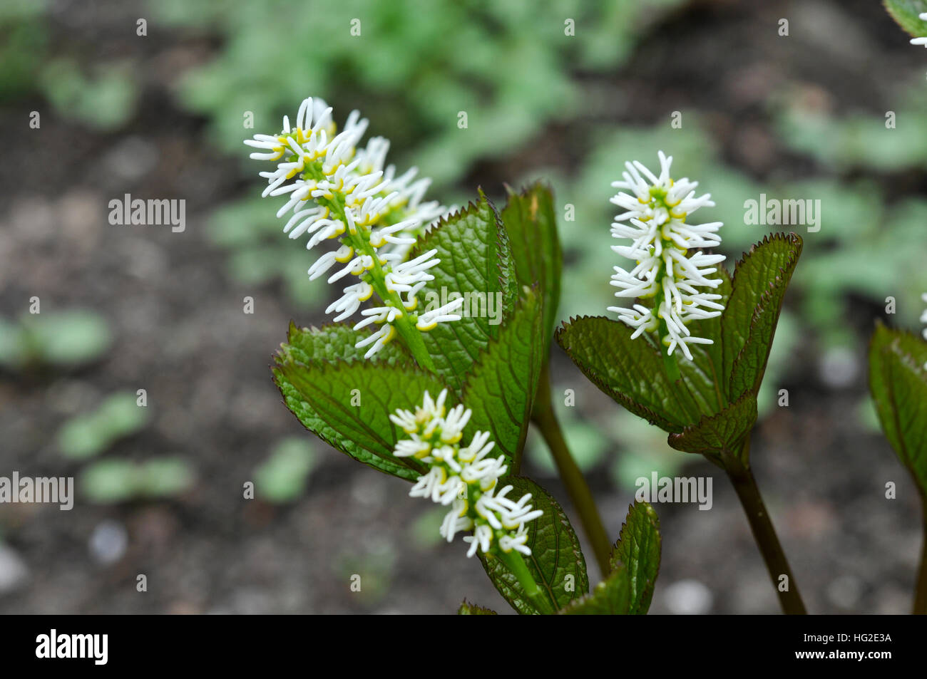 Chloranthus japonicus hi-res stock photography and images - Alamy