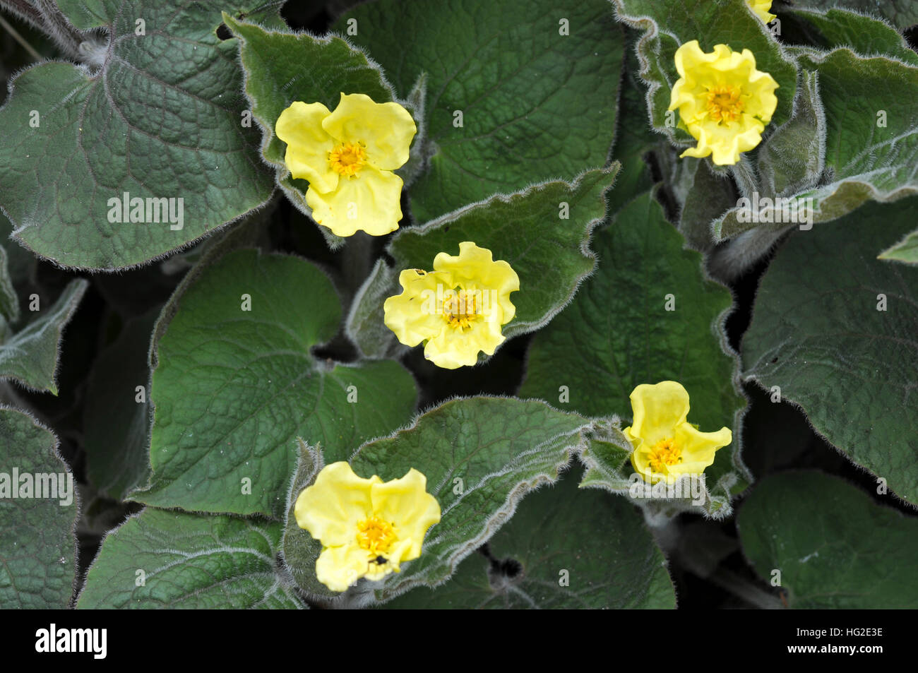 Saruma hi-res stock photography and images - Alamy