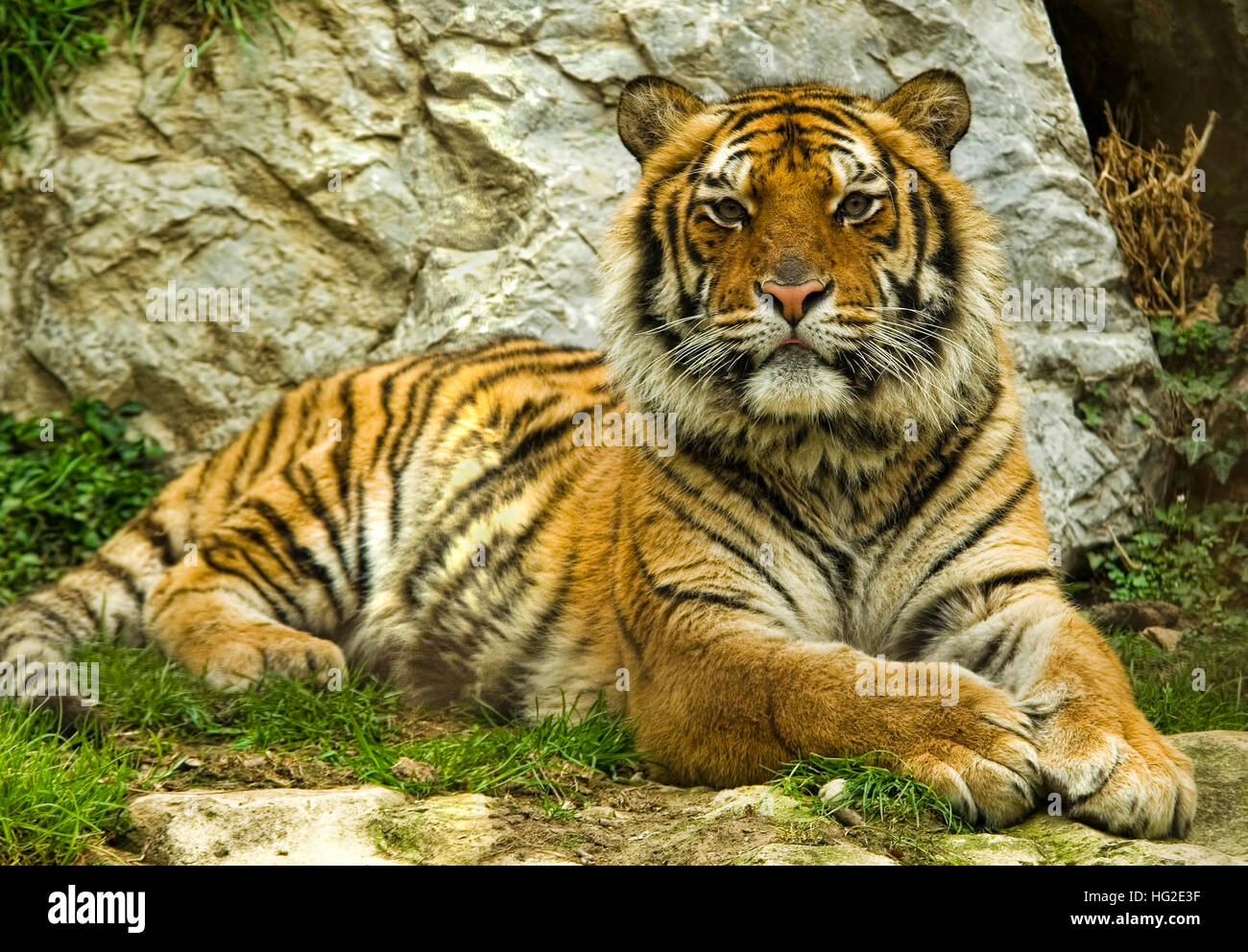 tiger in nature looking at camera Stock Photo - Alamy