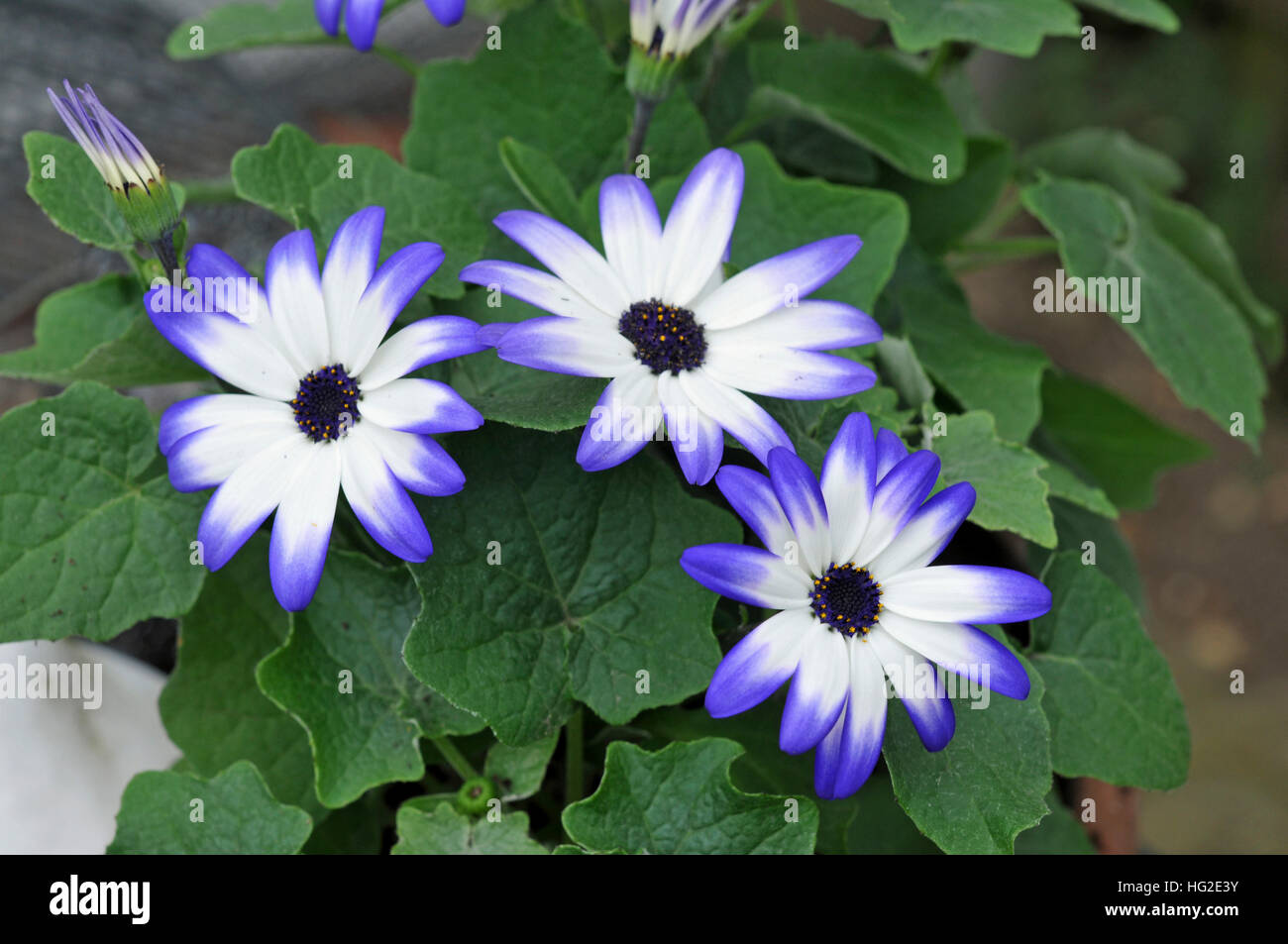 Impr hi-res stock photography and images - Alamy