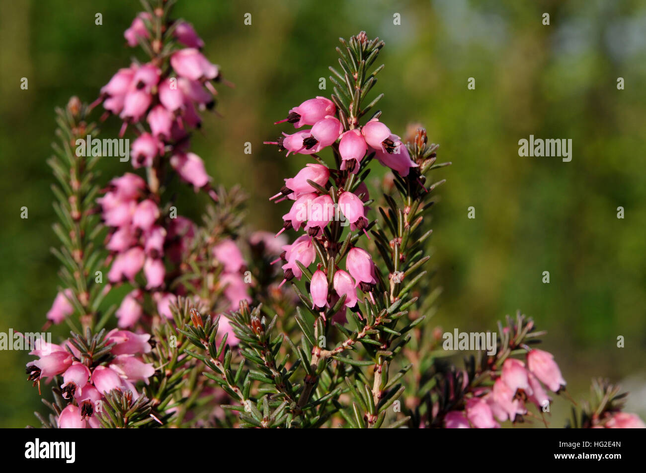 Erica erigena 'Irish Dusk' Stock Photo - Alamy
