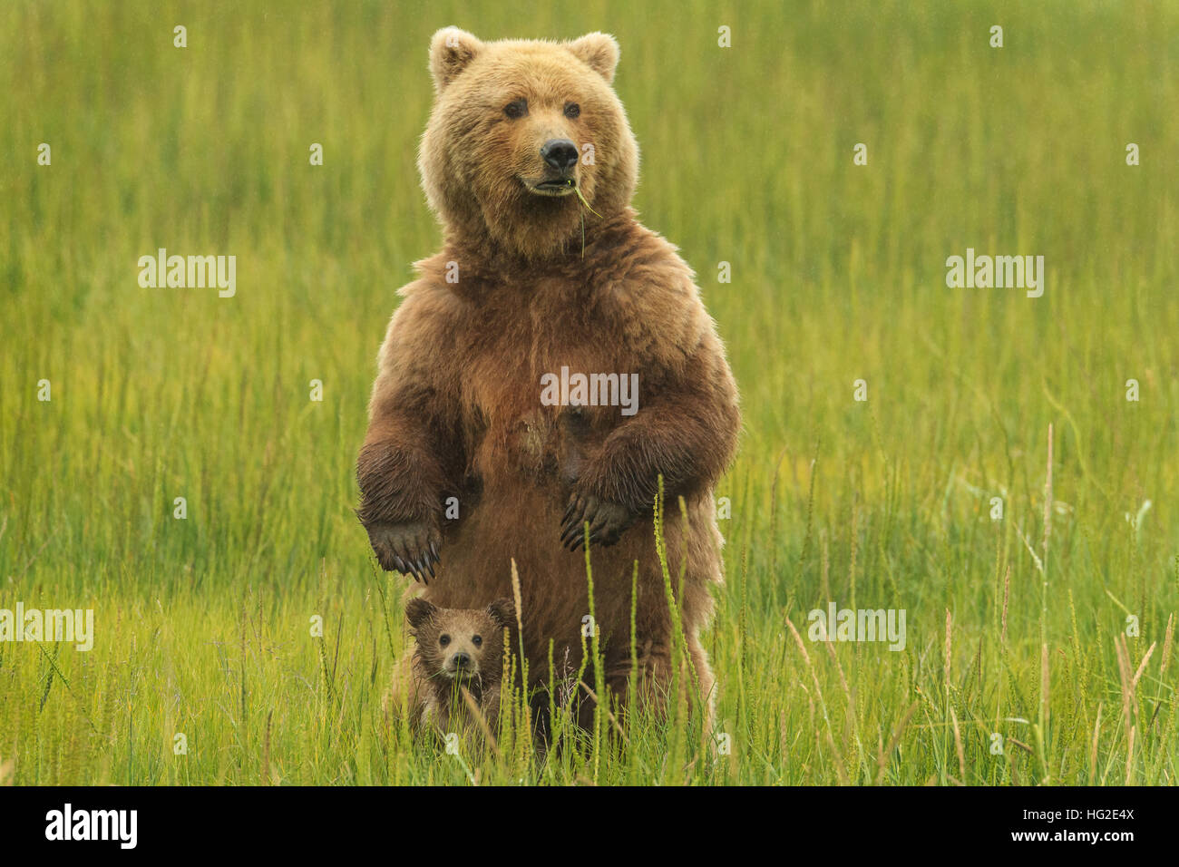 Brown Bear and cub, Lake Clark National Park, Alaska Stock Photo - Alamy Brown Bear and cub, Lake Clark National Park, Alaska Stock Photo - Alamy