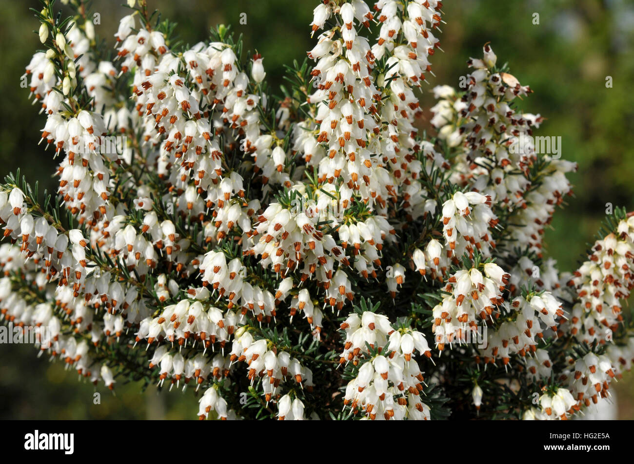 Erica erigena 'Nana Compacta' Stock Photo - Alamy