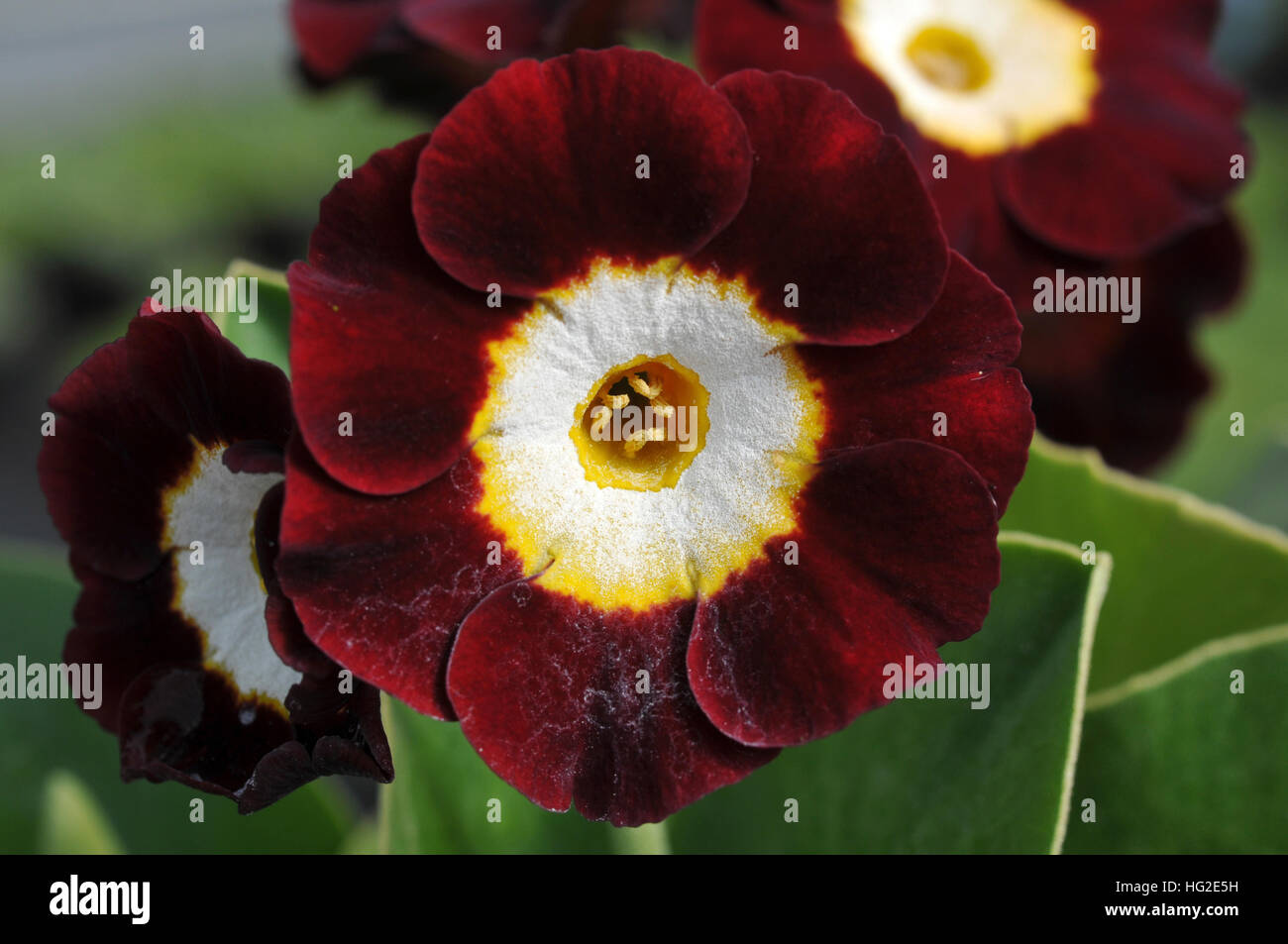 Primula 'Dale's Red' Stock Photo - Alamy