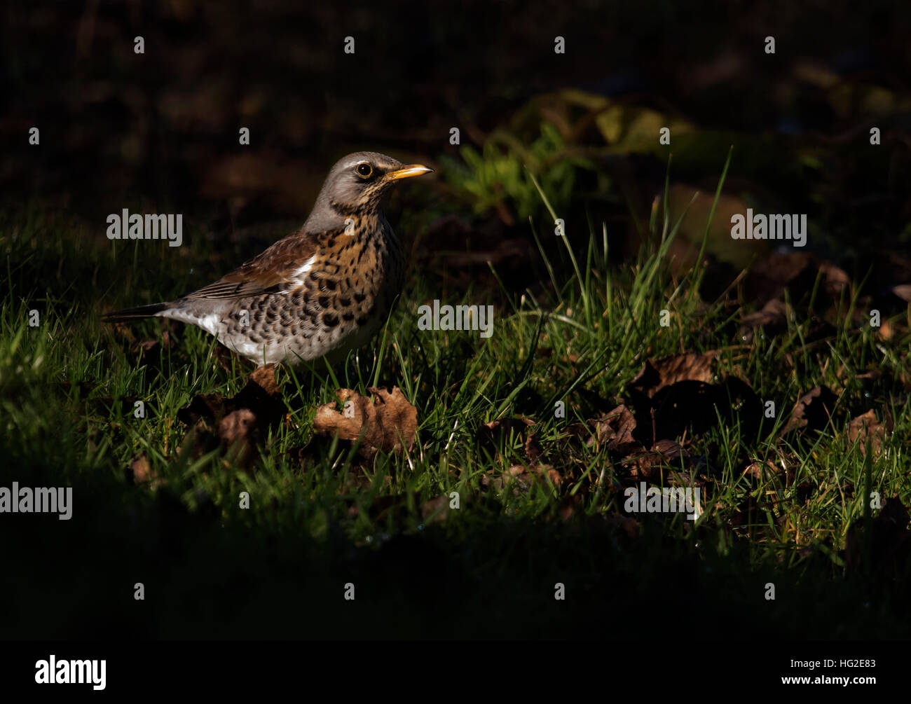 a-fieldfare-turdus-pilaris-steps-into-the-morning-light-in-a-apple