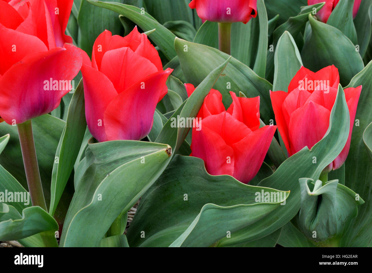 Old tulip selection hi-res stock photography and images - Alamy