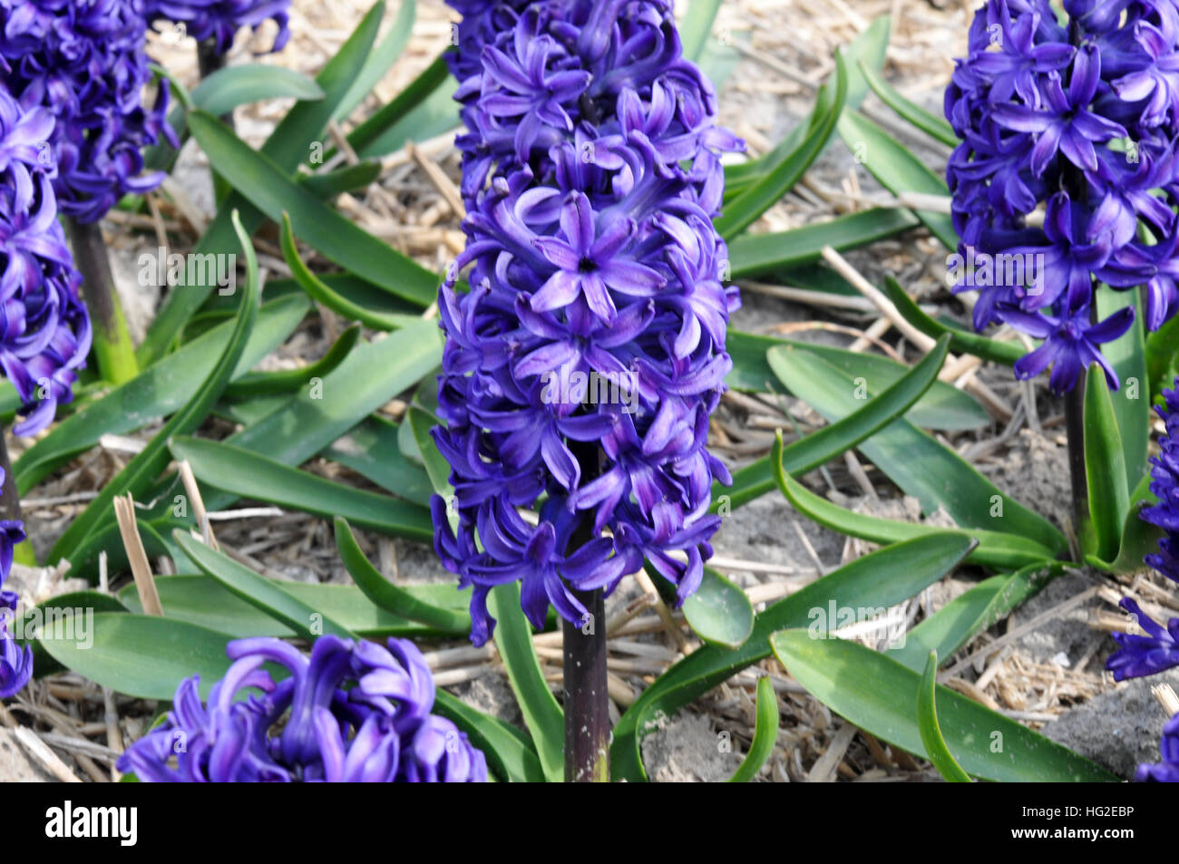 Hyacinth aida hi-res stock photography and images - Alamy