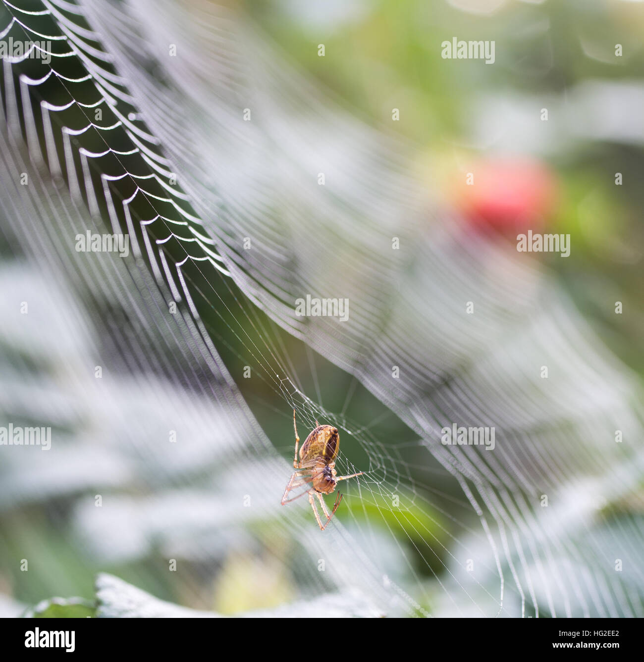 Kingdom of the spiders hi-res stock photography and images - Alamy