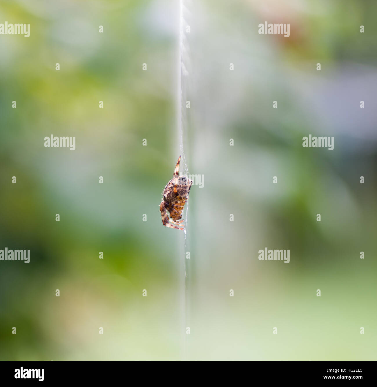 Kingdom of the spiders hi-res stock photography and images - Alamy