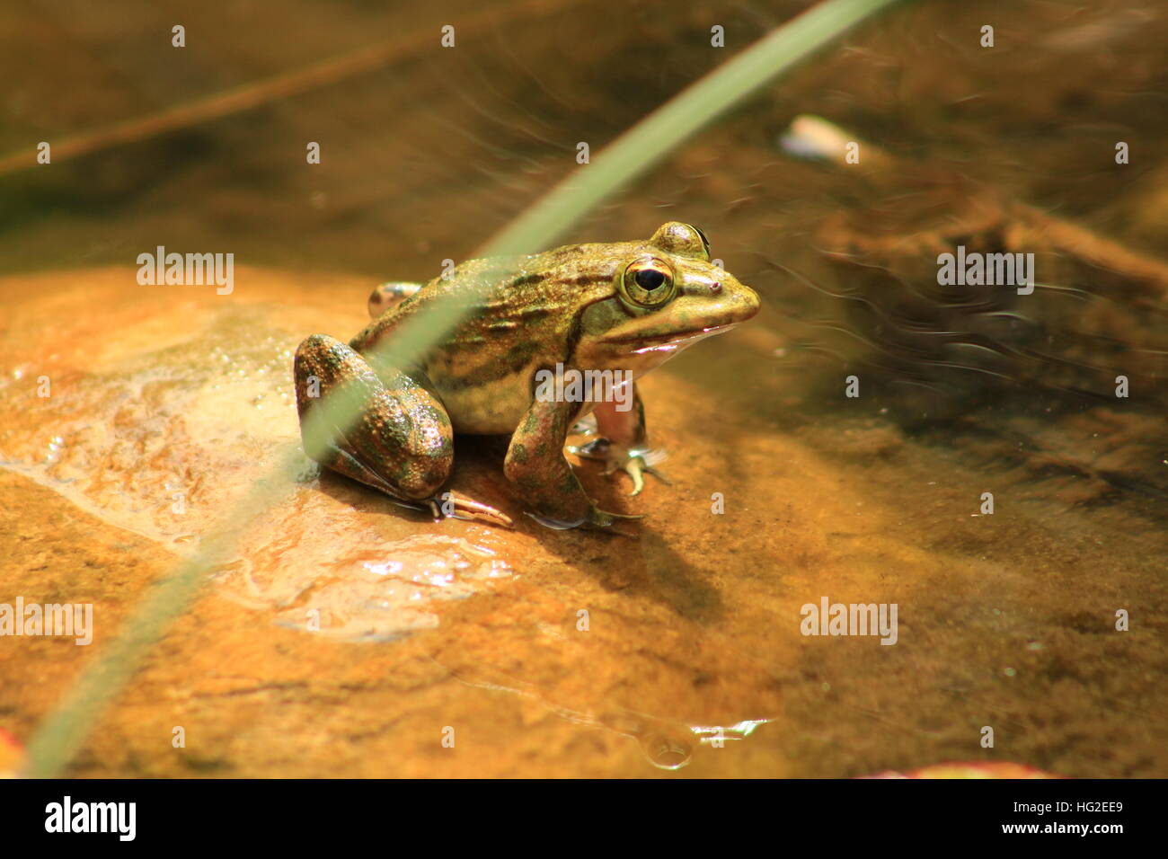 Cape river frog hi-res stock photography and images - Alamy