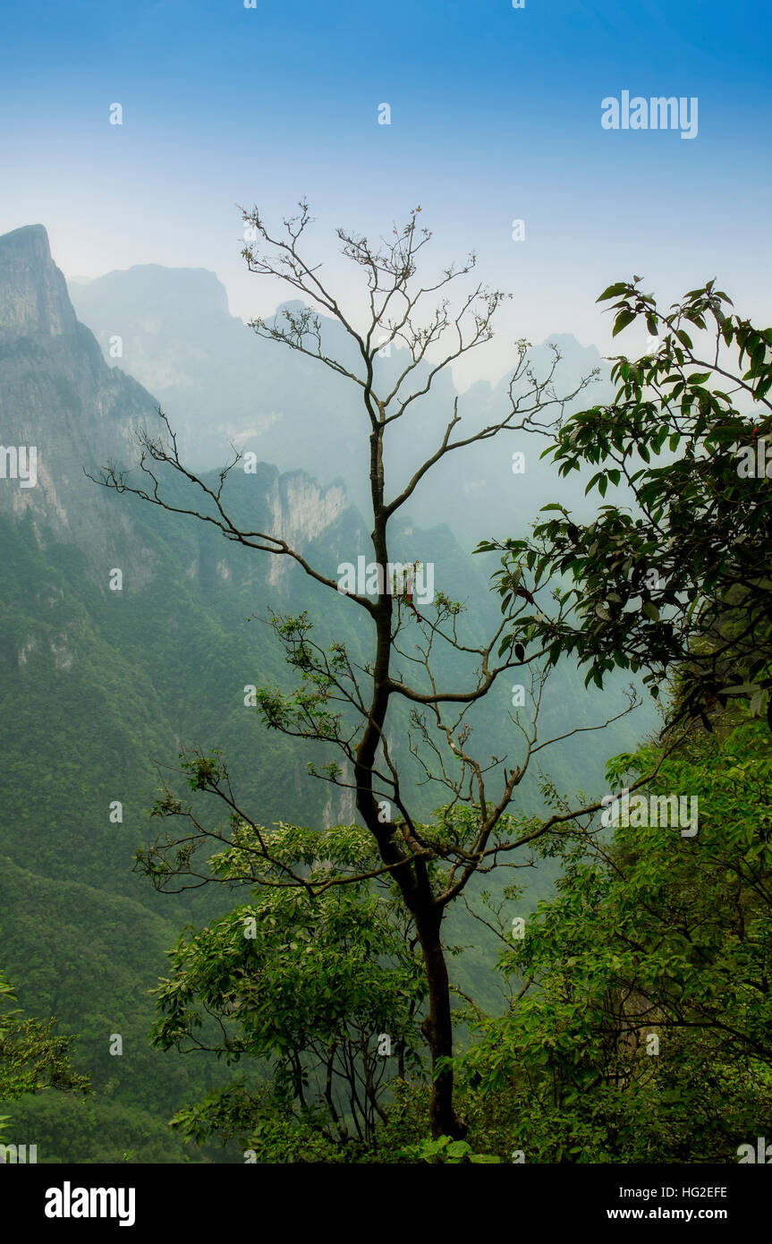 a tree against a background of the mountains of Tianmen Shan in ...