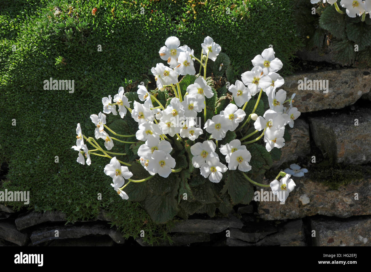 Ramonda plant hi-res stock photography and images - Alamy