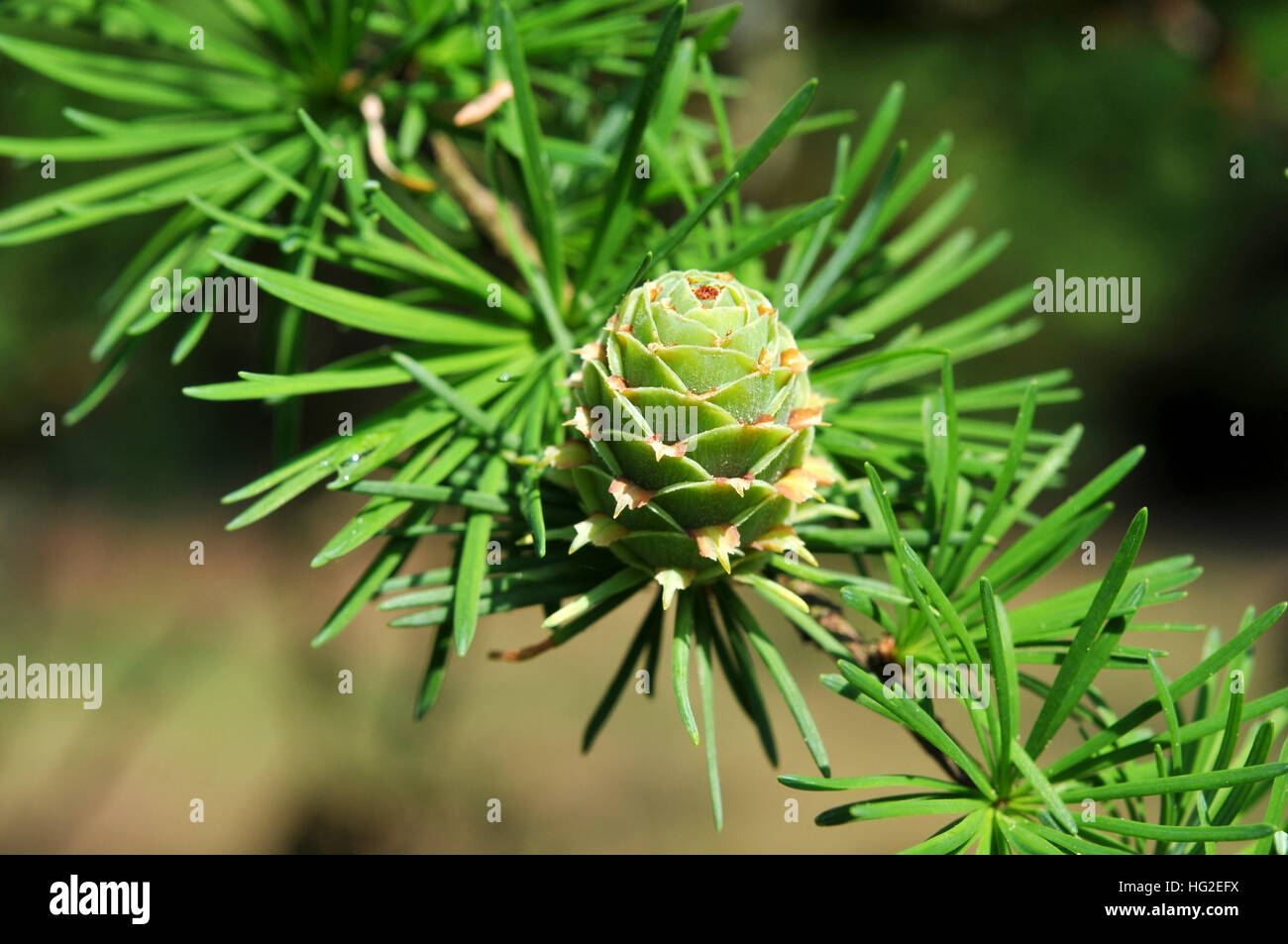 New cone of Larix lyallii Stock Photo - Alamy