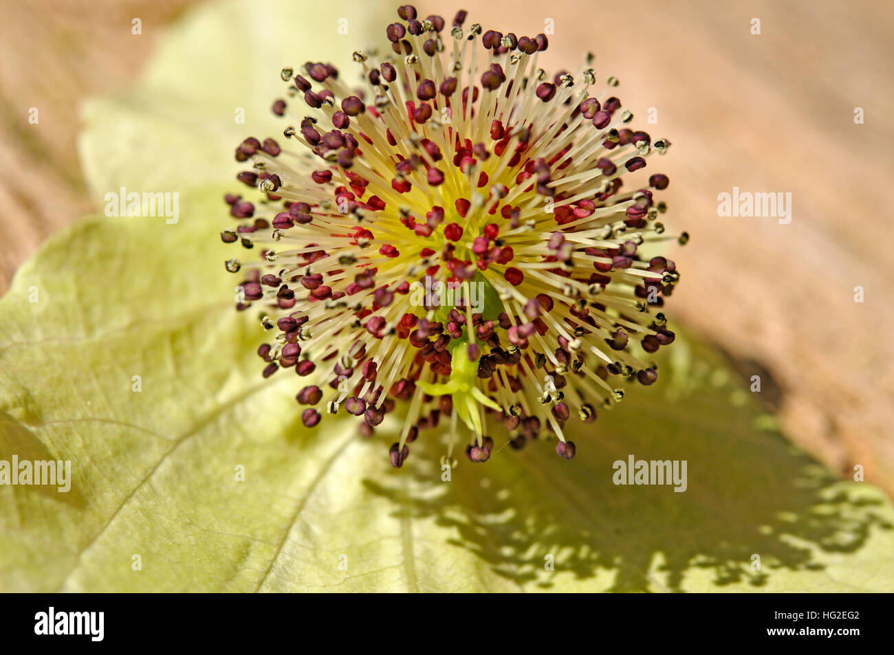 Close up from a flower of the dove tree Stock Photo - Alamy