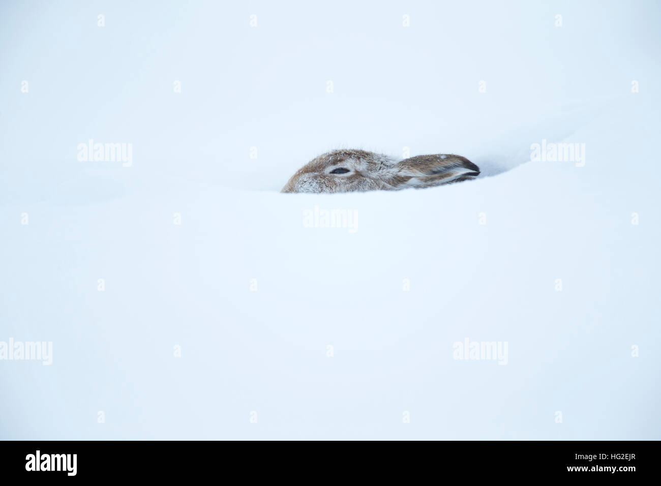 Hare resting hi-res stock photography and images - Alamy