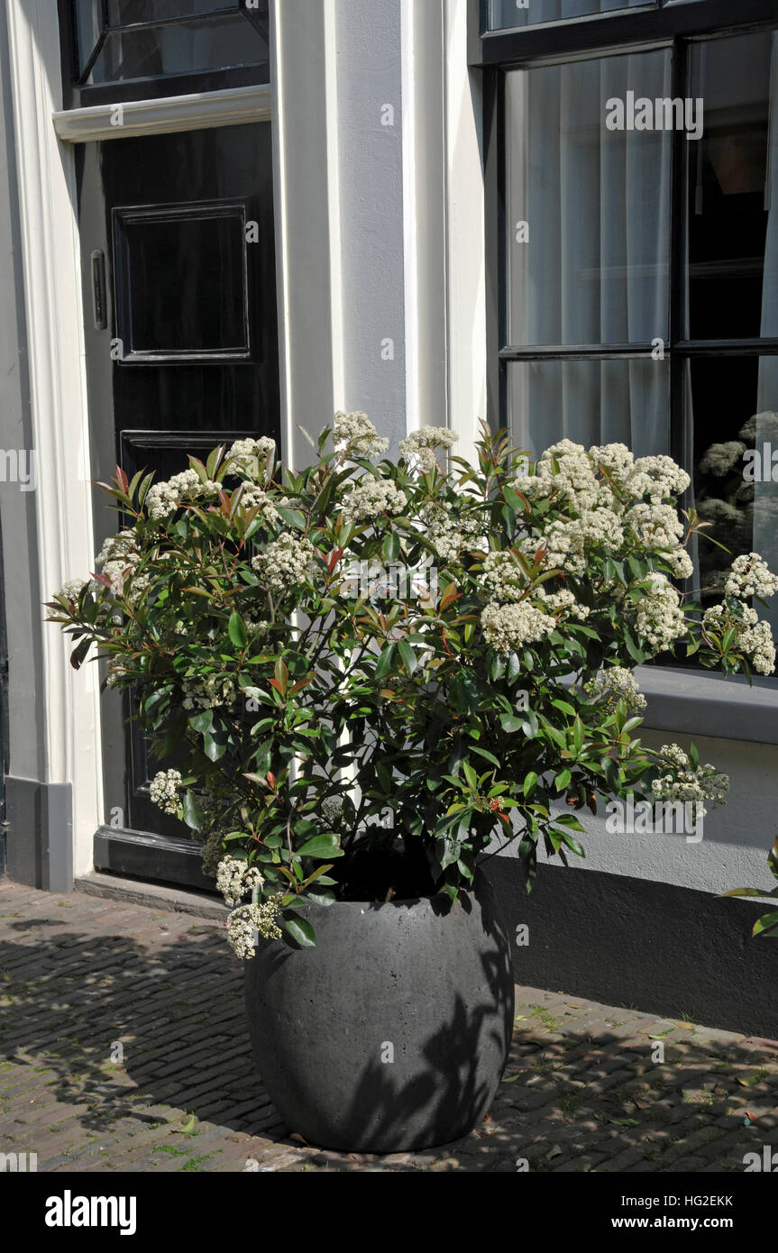 Photinia fraseri in pot Stock Photo - Alamy