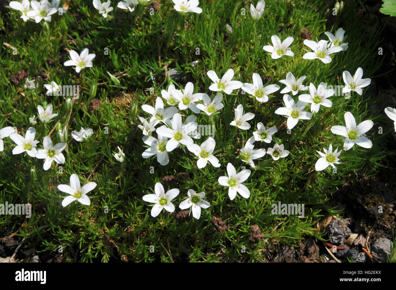 White rock garden plant hi-res stock photography and images - Alamy