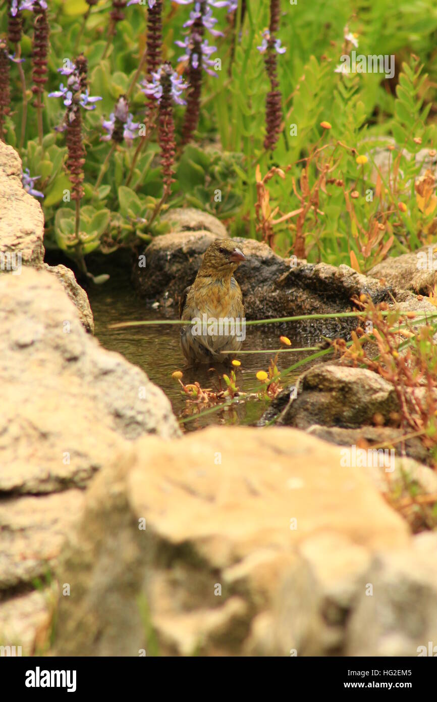 Female Masked Weaver taking a bath Stock Photo - Alamy
