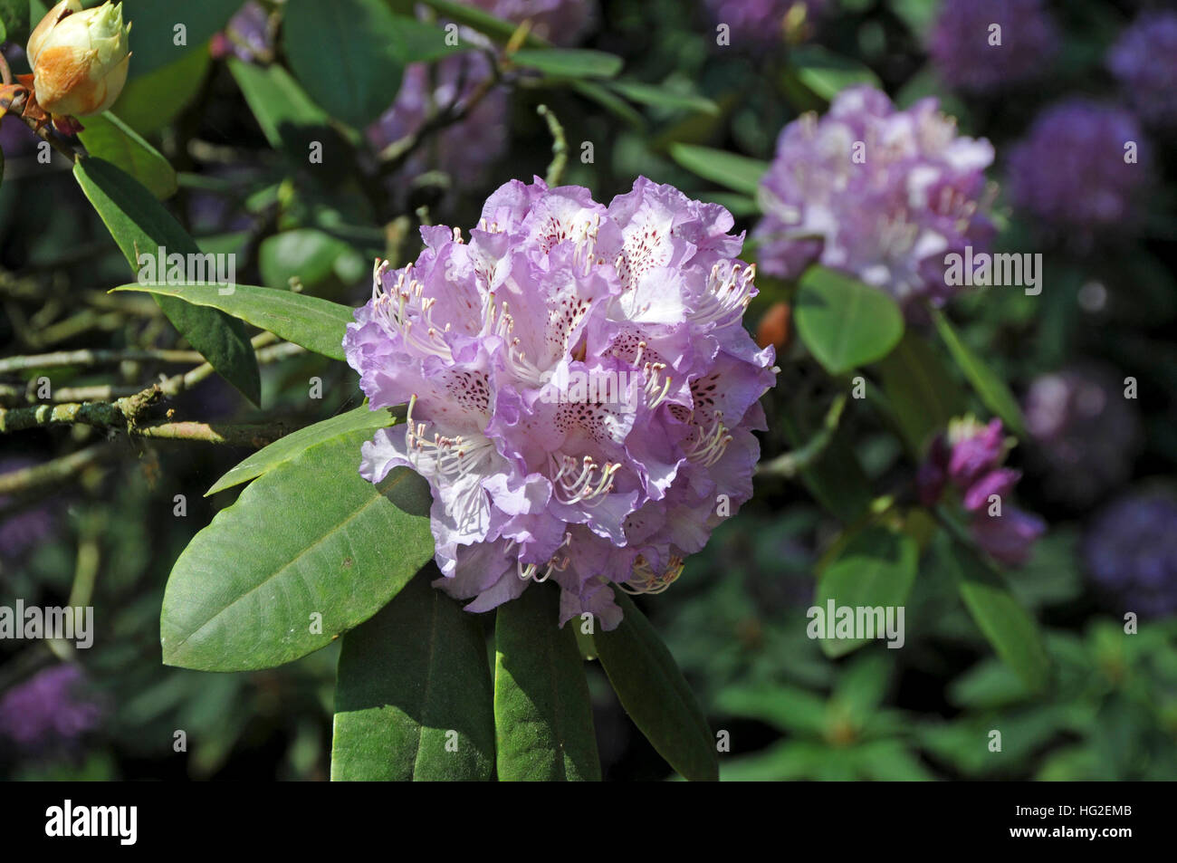 Ortrud hi-res stock photography and images - Alamy