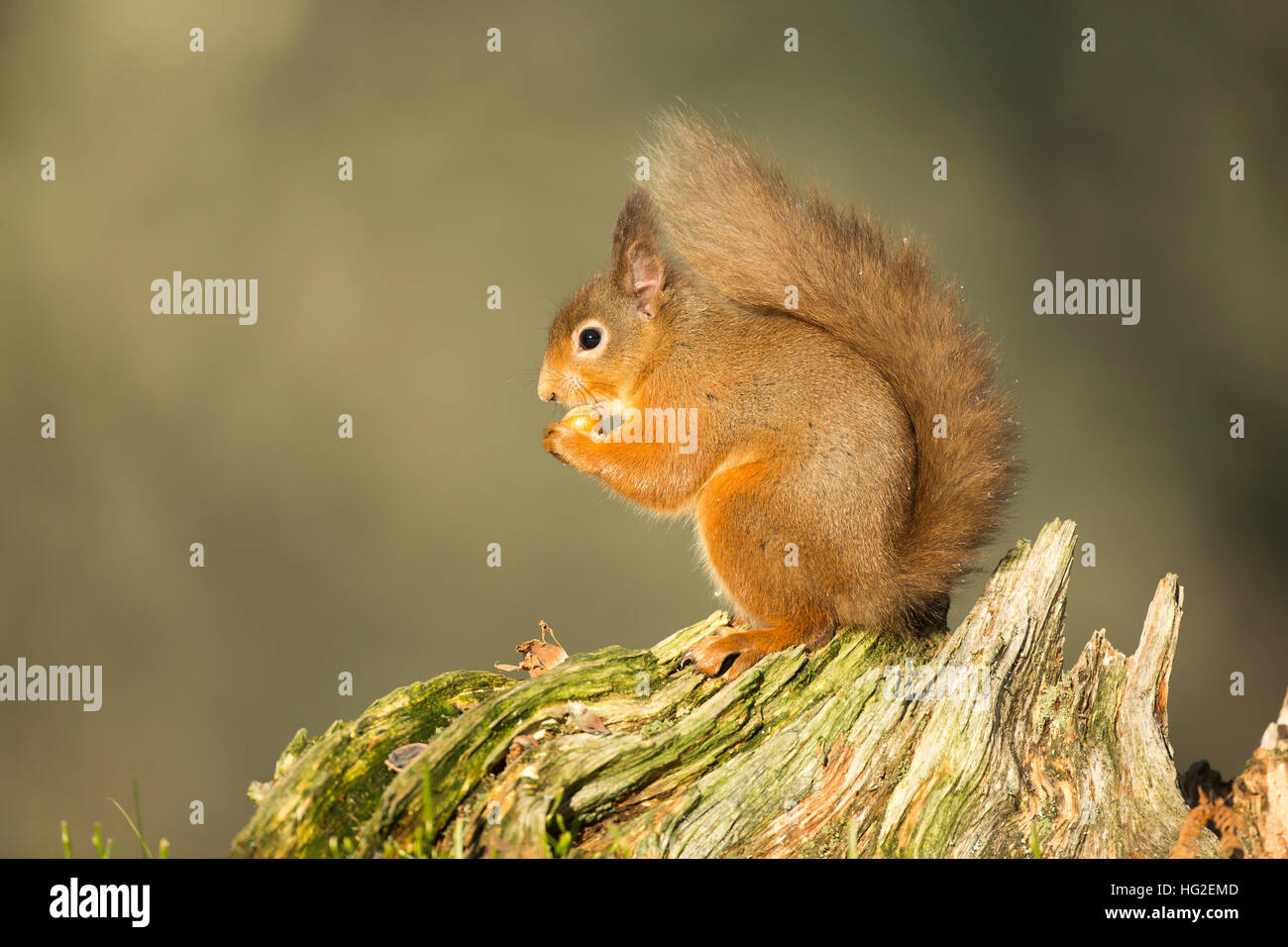 Red Squirrel (Sciurus vulgaris) sitting on a log eating nuts during ...