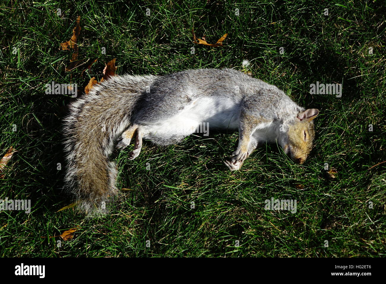 Dead gray squirrel hi-res stock photography and images - Alamy
