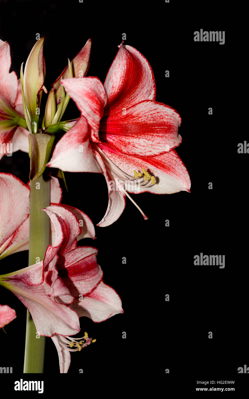 Hippeastrum Amaryllis Charisma, Dutch hybride, big white-pink flowers ...