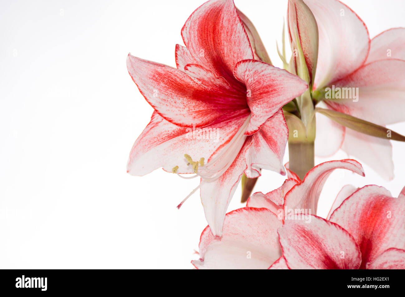 Hippeastrum Amaryllis Charisma, Dutch hybride, big white-pink flowers ...