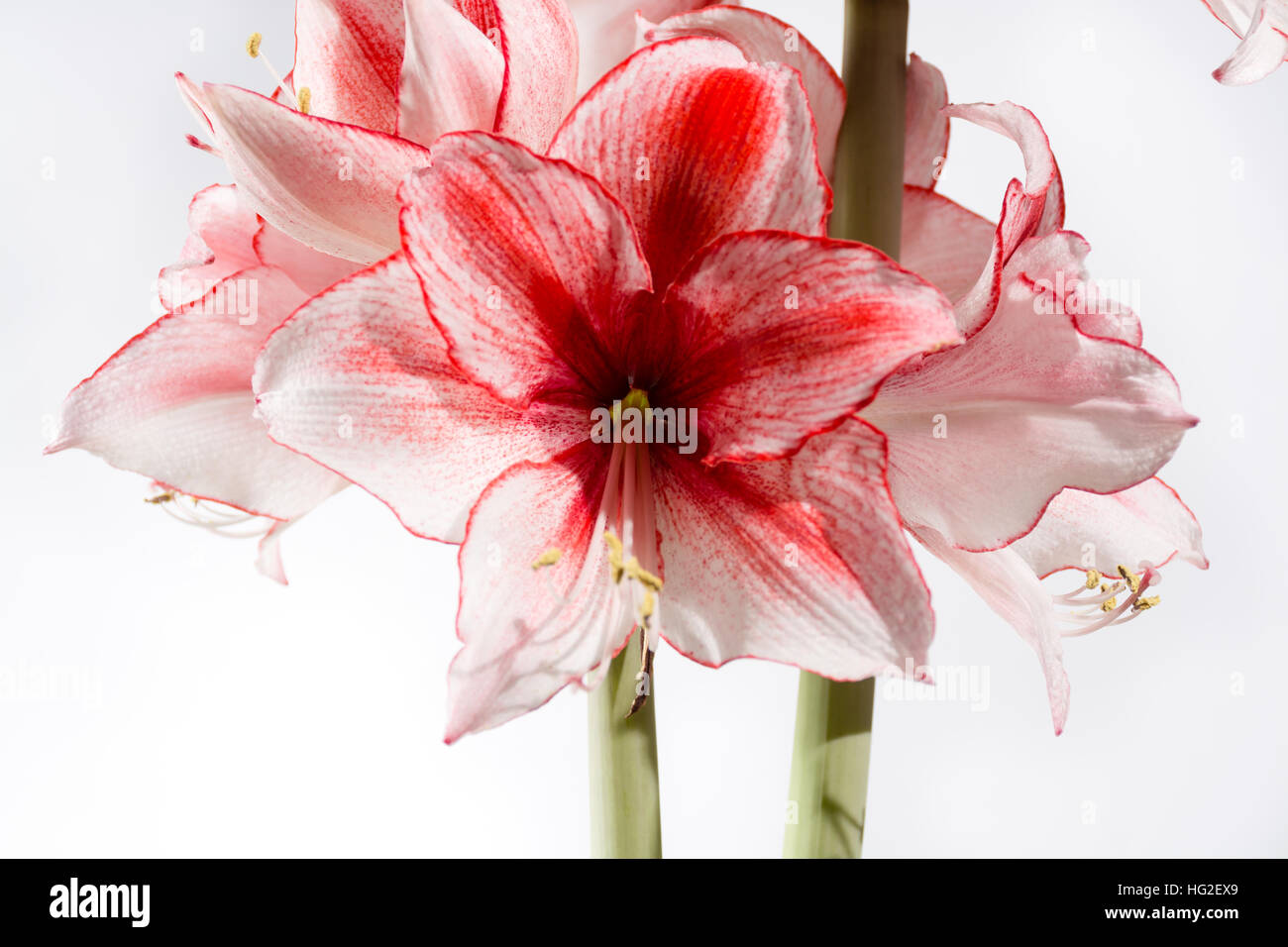 Hippeastrum Amaryllis Charisma, Dutch hybride, big white-pink flowers ...
