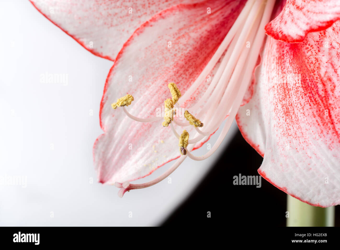 Hippeastrum Amaryllis Charisma, Dutch hybride, big white-pink flowers ...