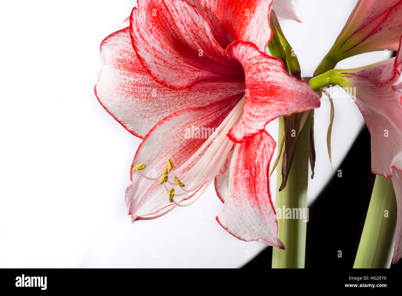 Hippeastrum Amaryllis Charisma, Dutch hybride, big white-pink flowers ...