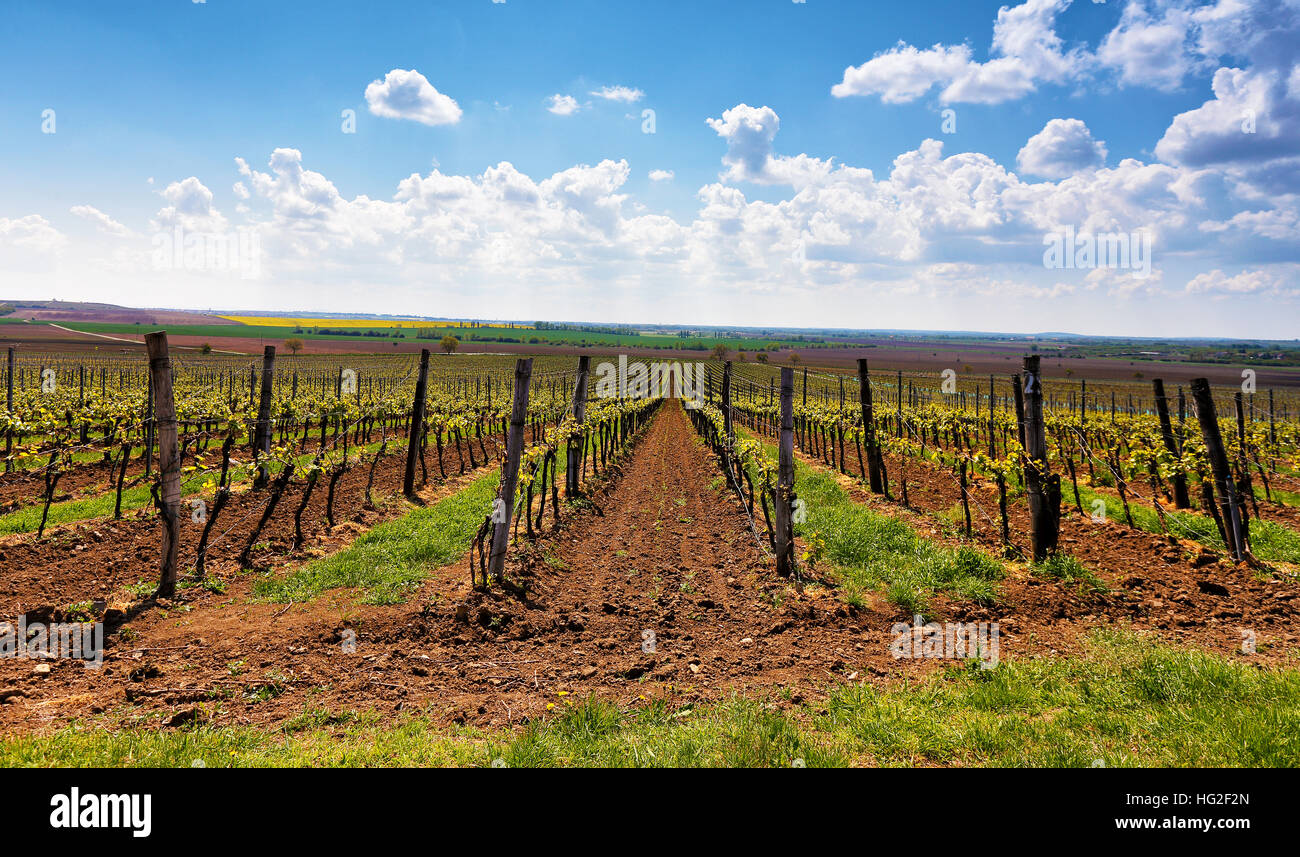 Rows of Vineyard Grape Vines. Spring landscape with green vineyards ...