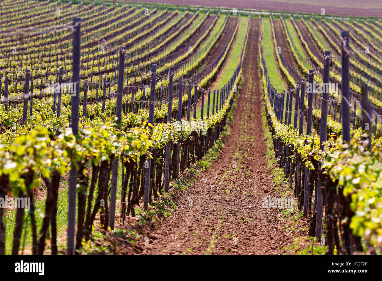 Spring grape vine leaf hi-res stock photography and images - Alamy